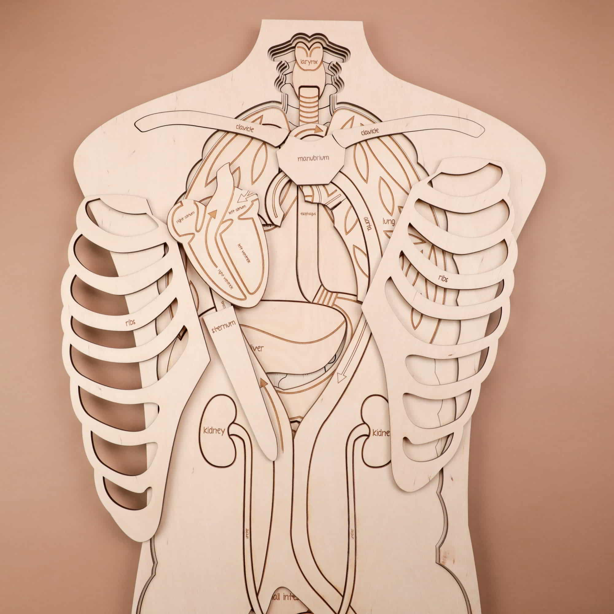 Laser Cut Human Anatomy Wooden Puzzle Free Vector Free Download Laser Cut Human Anatomy Wooden Puzzle Free Vector Free Download